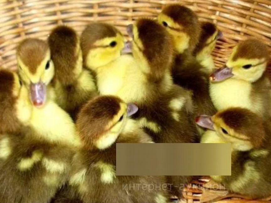 Индоутята (мускусные утята)