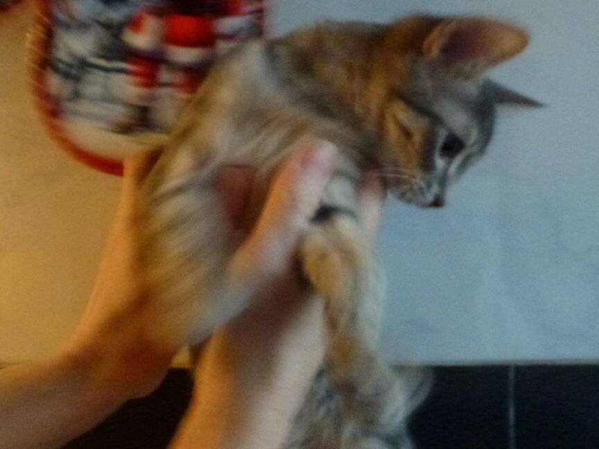 Котёнок в добрые руки