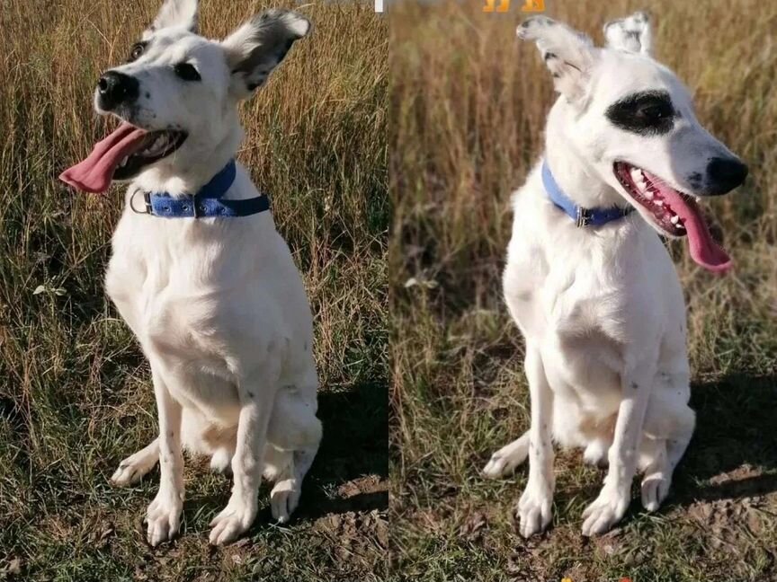 Собака в добрые руки