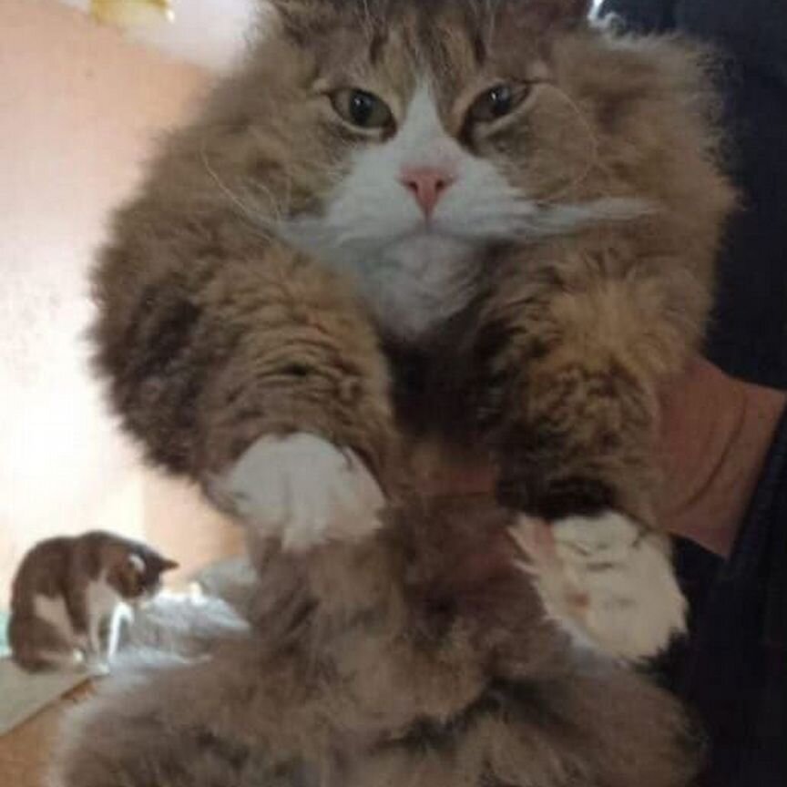 Кудрявый кот