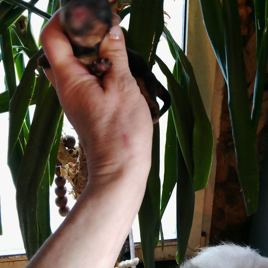 Мальчик йорк мини