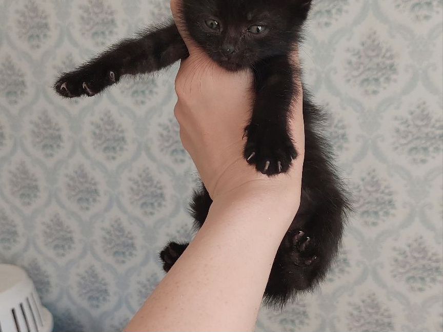 Котёнок чёрный 1 месяц Бесплатно