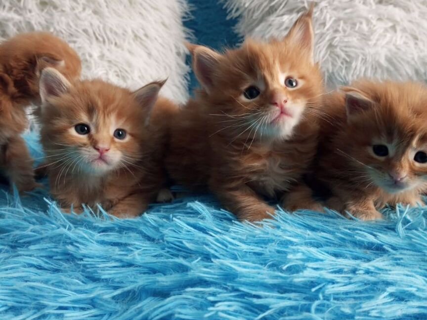 Котята мейн-кун