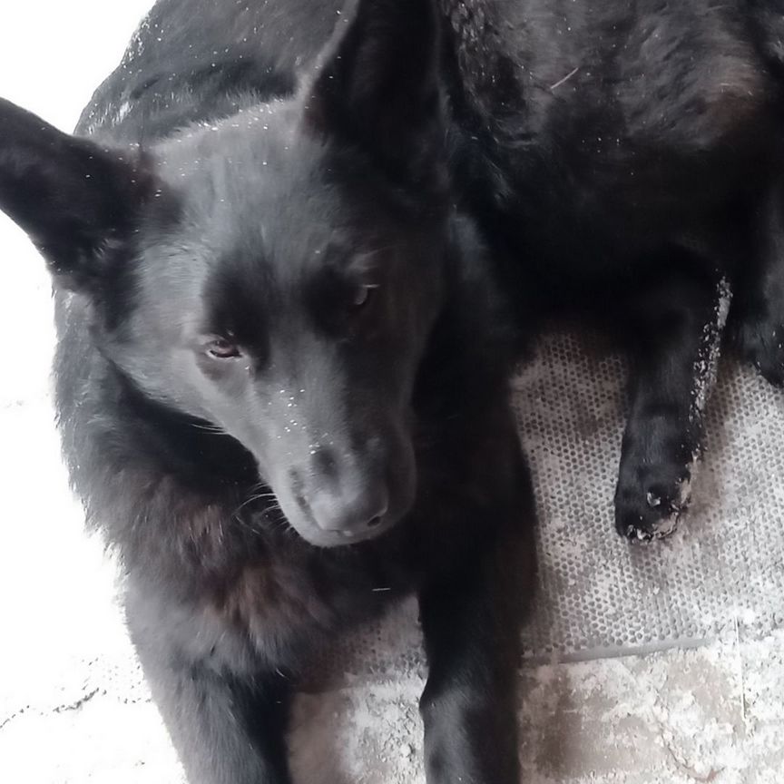 Отдам щенков помесь бельгийской овчарки