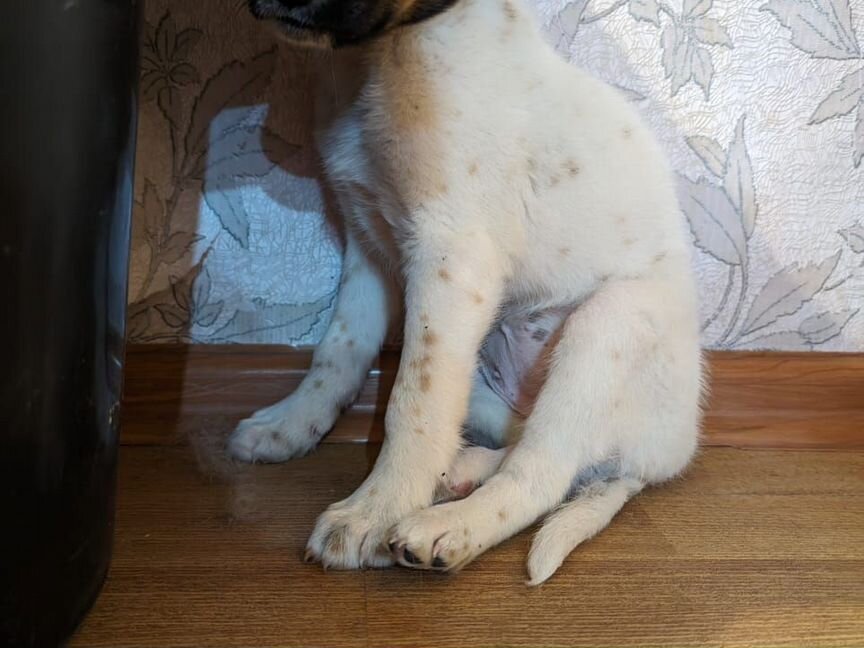 Только в добрые руки