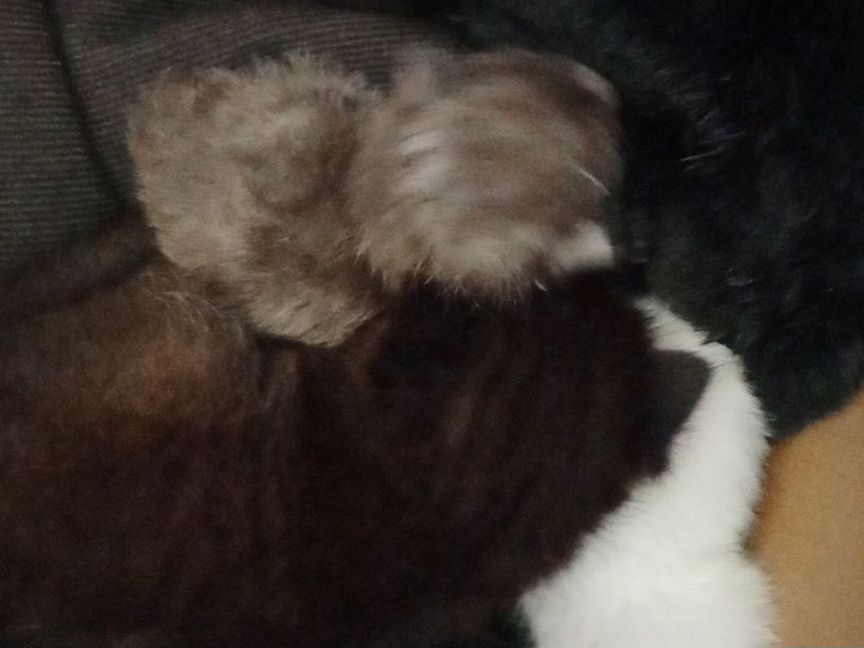 Котята в добрые руки бесплатно