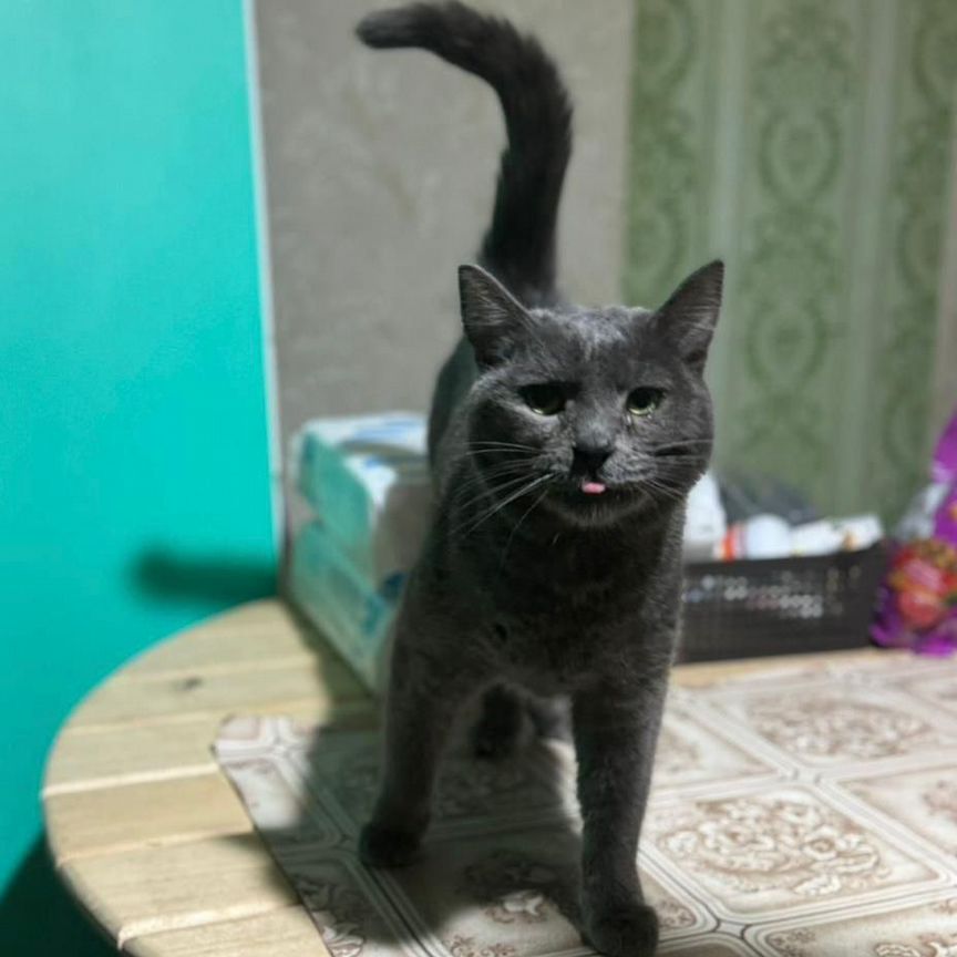 Кот