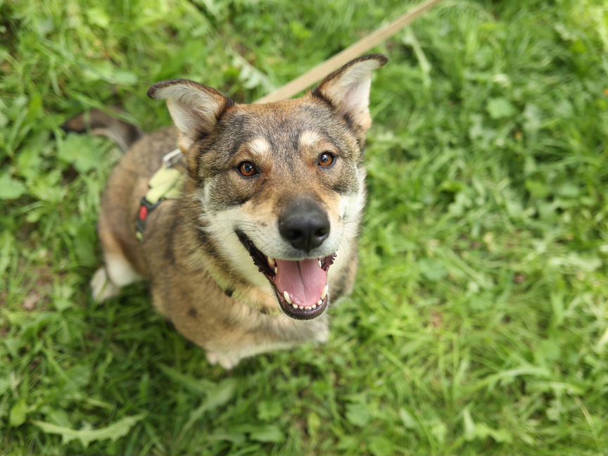 Брошенный Челси ищет дом