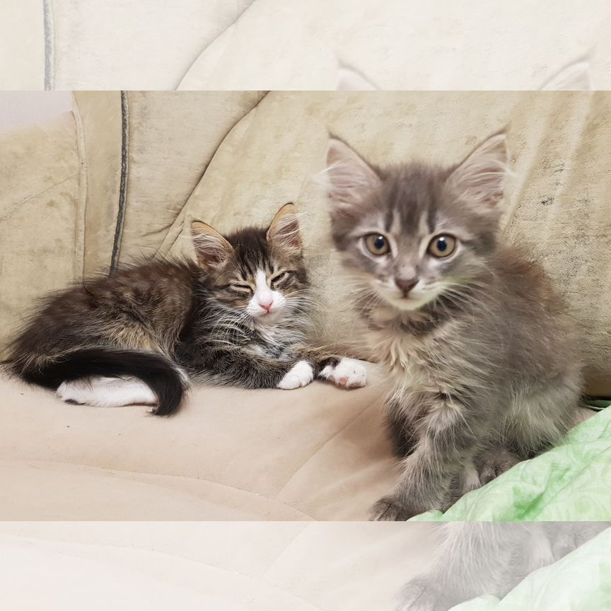 Котята в добрые руки