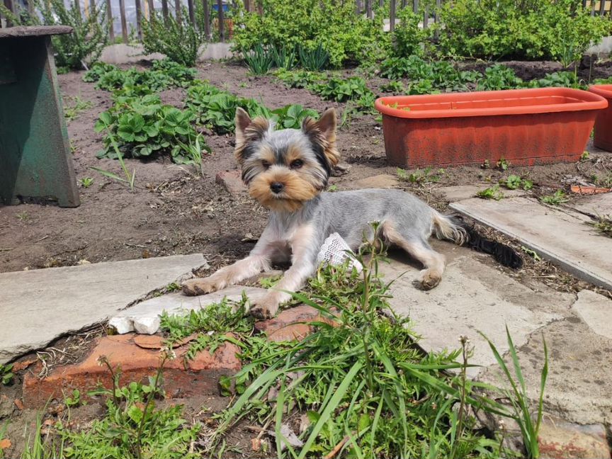 Собака йоркширский терьер девочка