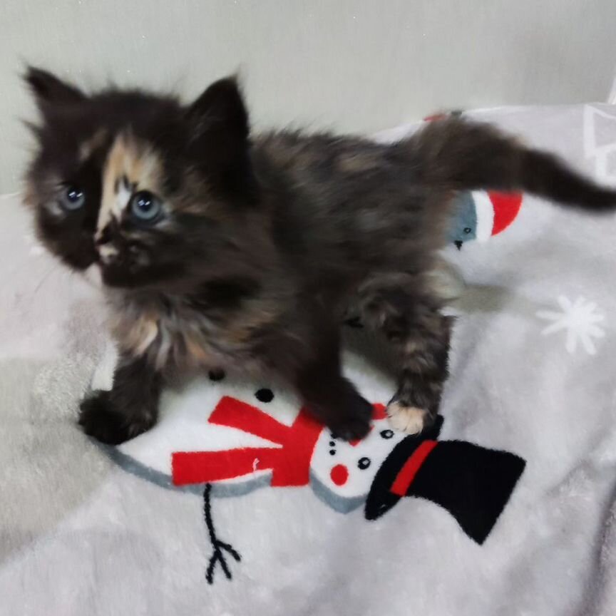 Котёнок в добрые руки