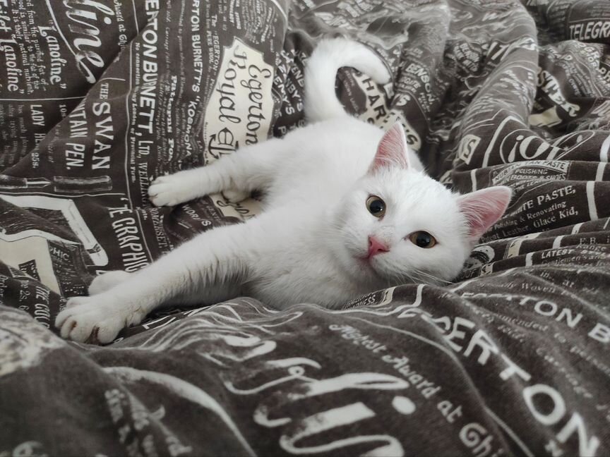 Котёнок