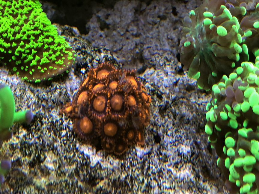 Морские кораллы