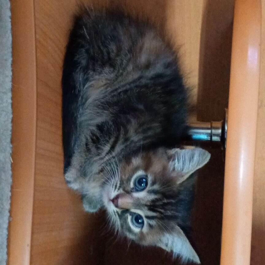 Ориентальный котёнок