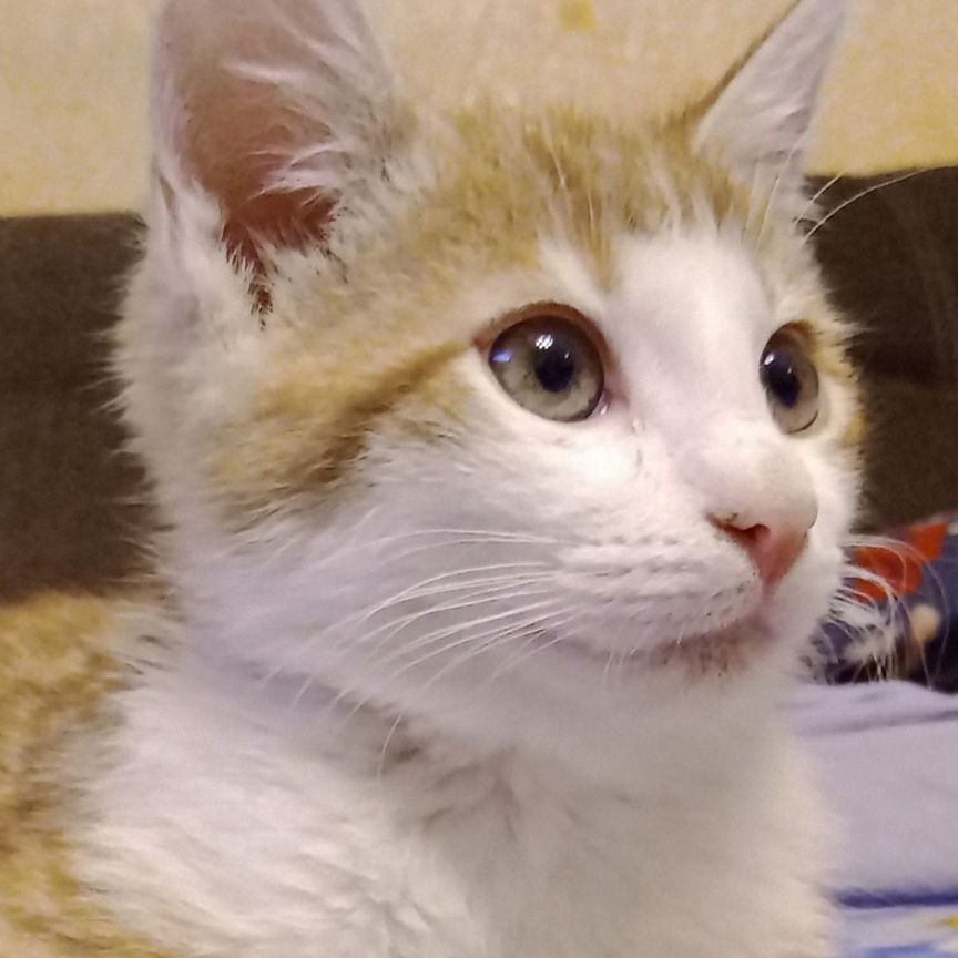 Ищем дом для спасённого с улицы рыжего котенка