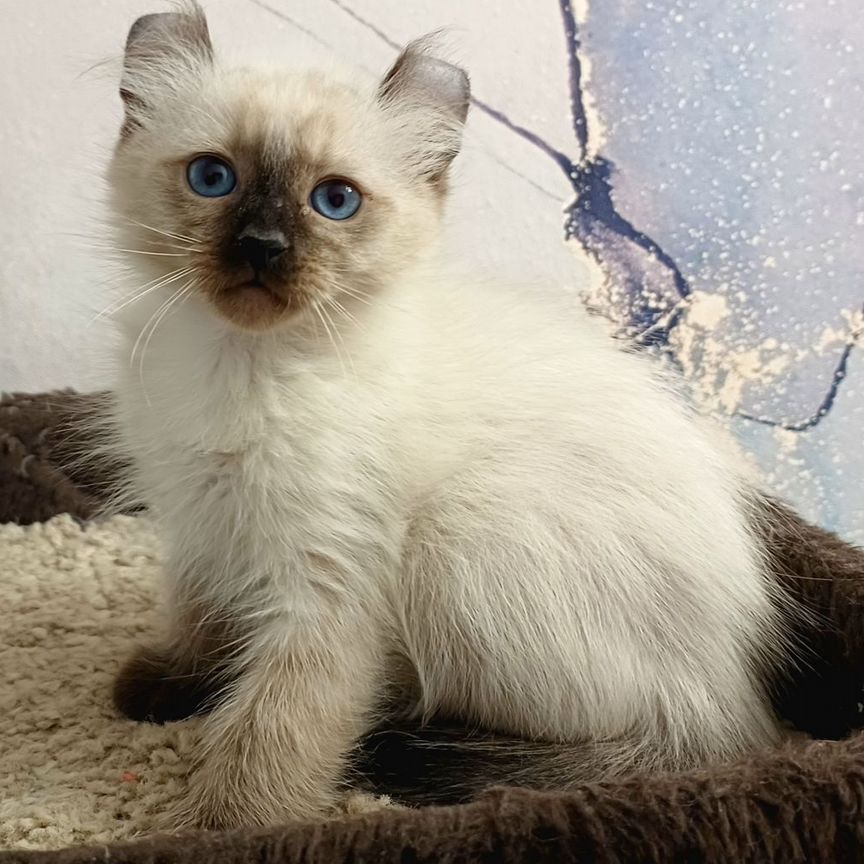 Американский кёрл длинношёрстный котёнок