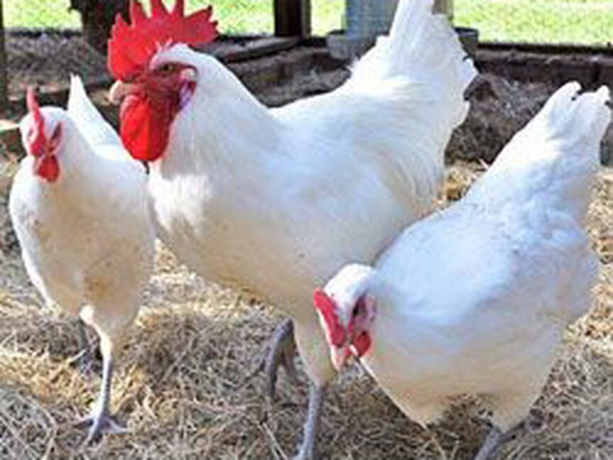 Куры бресс гальские