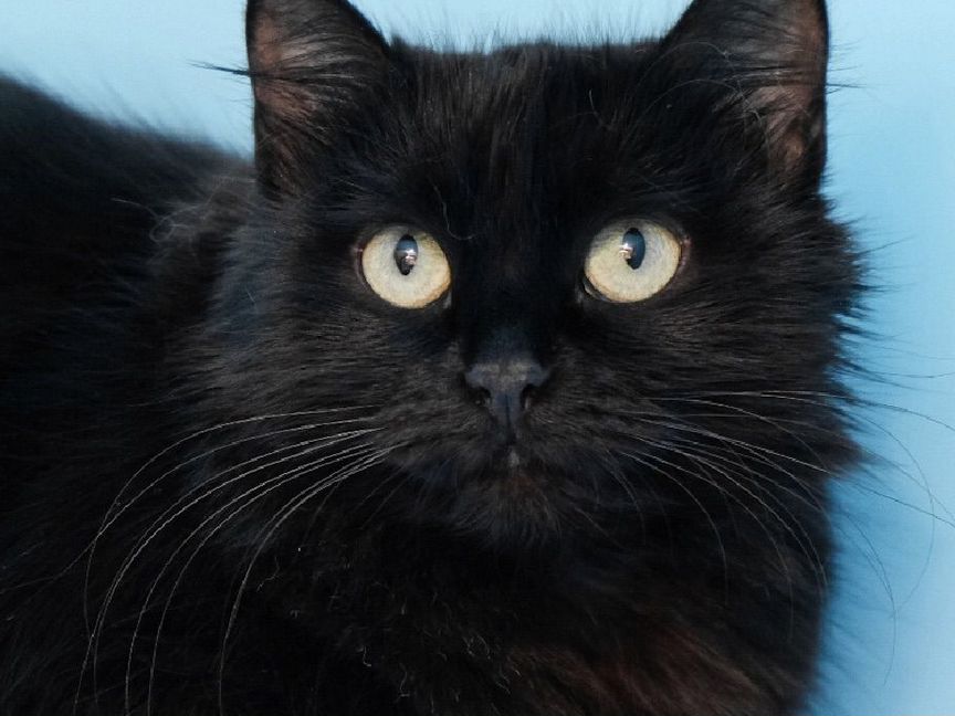 Невероятная черная пантера кошка Эмма