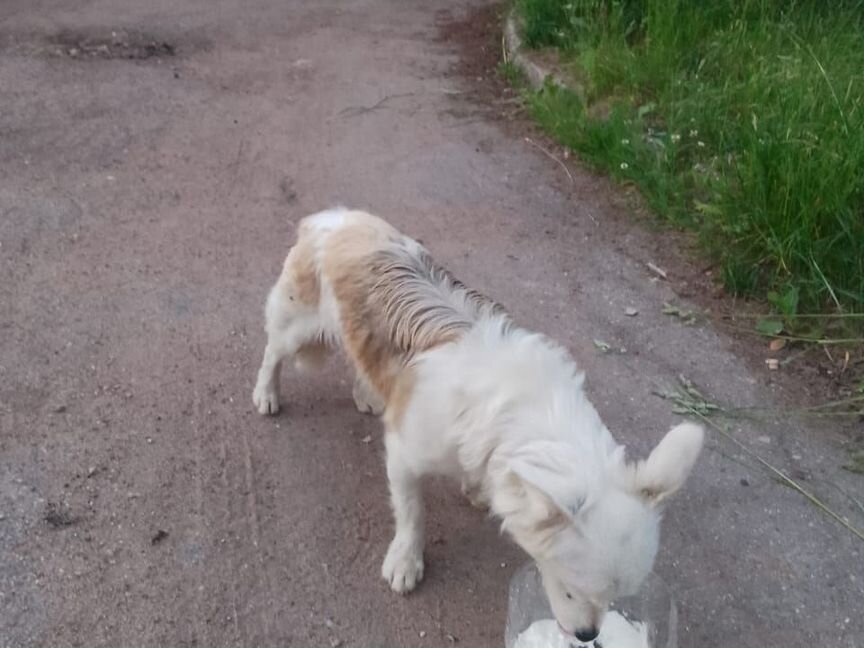 Собака в добрые руки отдам бесплатно