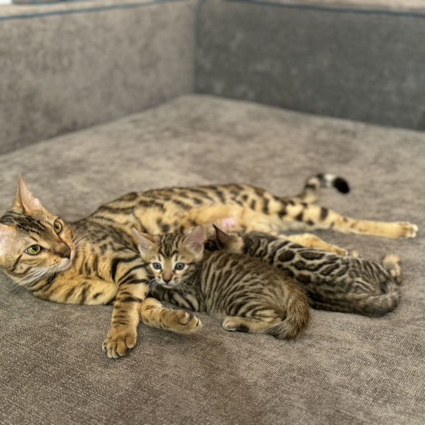 Бенгальсие котята