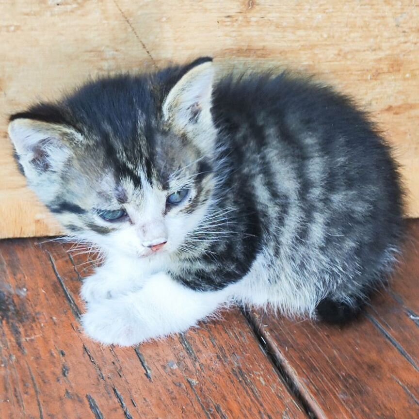 Сибирский котёнок