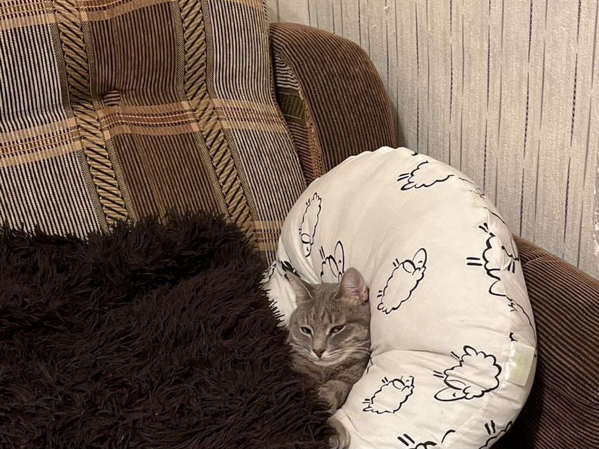 Кошка В добрые руки
