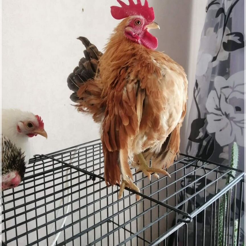 Инкубационное яйцо Серамы