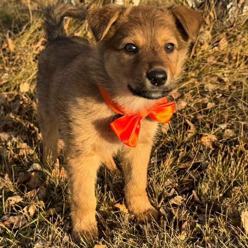 Щенок в добрые руки