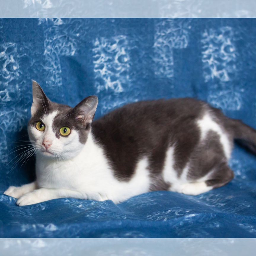 Кошка Мелисса, 2 года