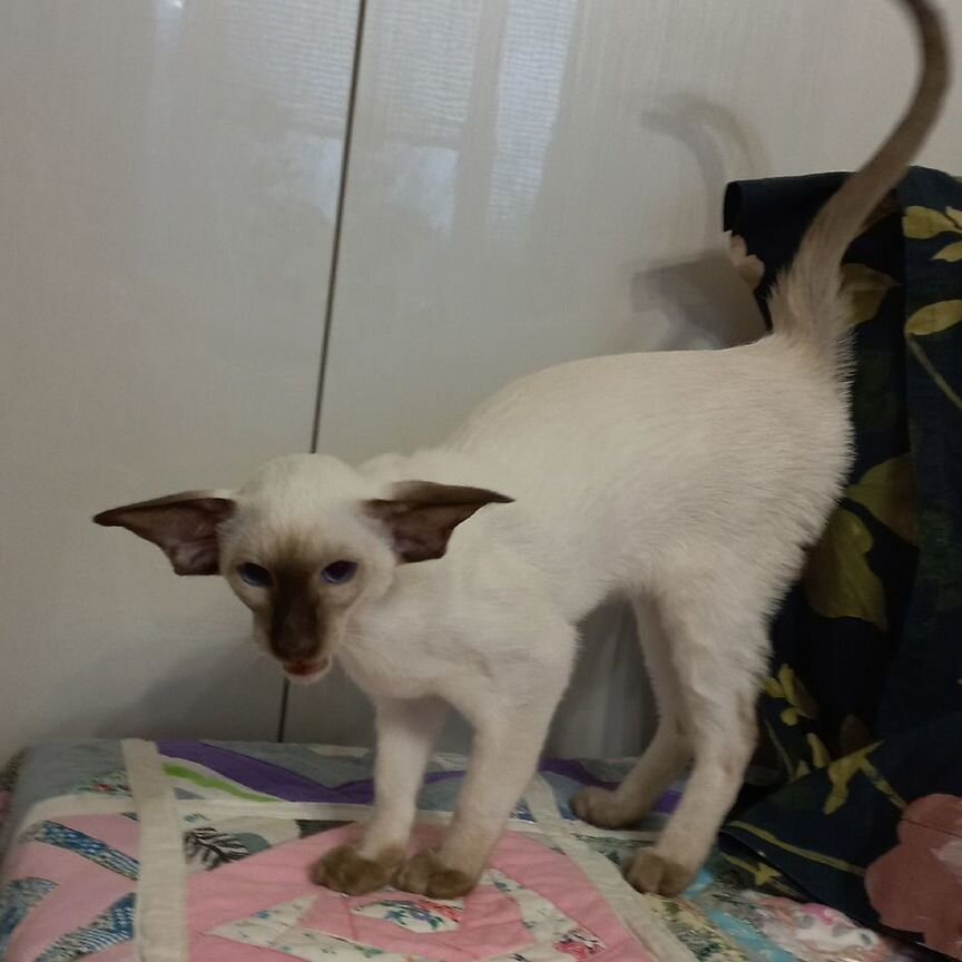 Ориентальный котёнок