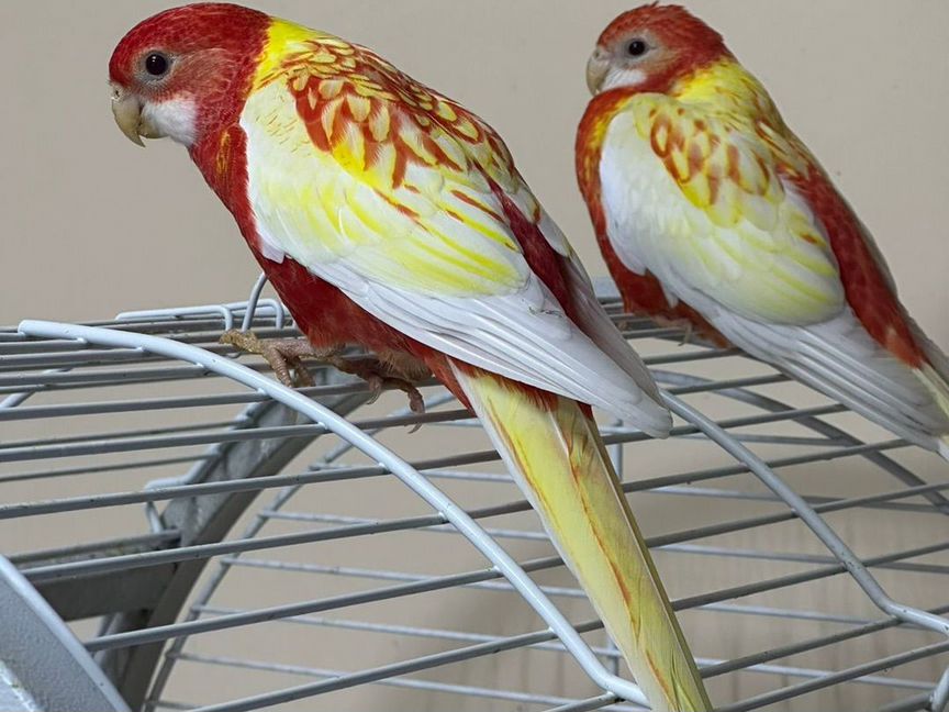 Рубиновая розелла птенцы 2 месяца