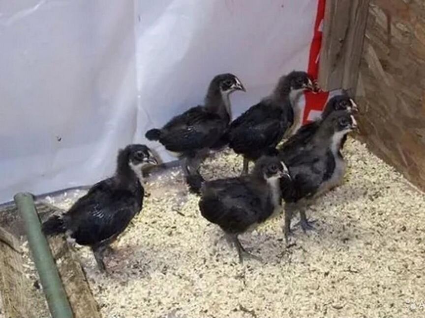 Цыплята мясоячных пород