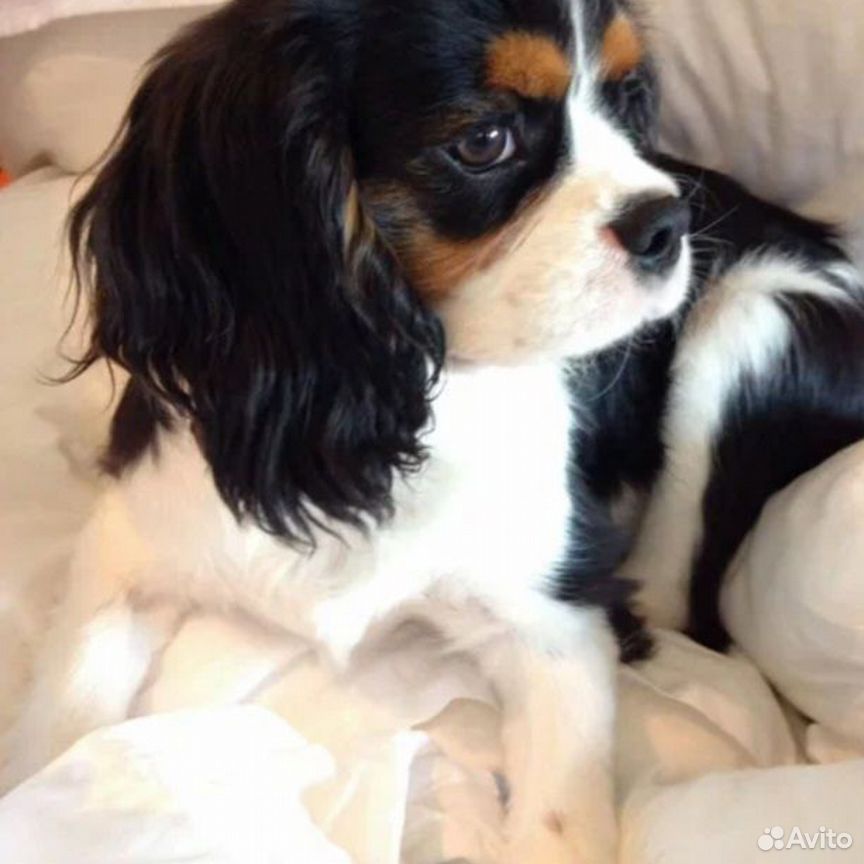 Кавалер Кинг чарльз спаниель