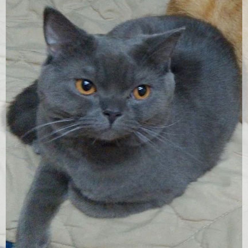 Шотландский вислоухий длинношёрстный, взрослый кот