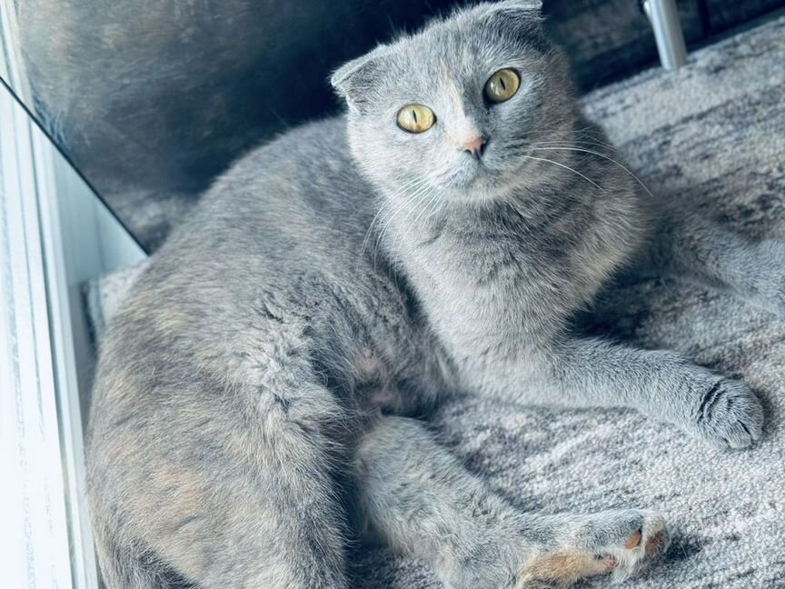 Кошка стерилизованная в добрые руки