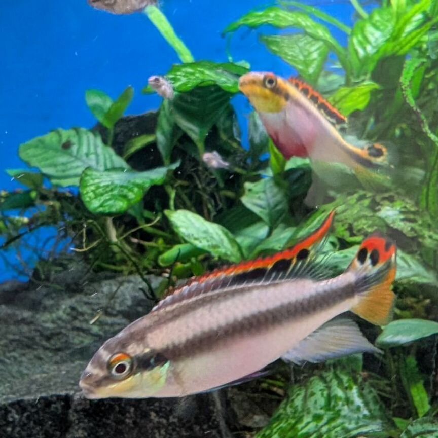 Цихлида попугай (Pelvicachromis pulcher)