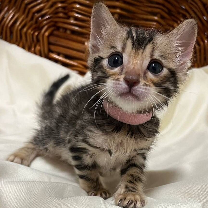 Бенгальская кошечка