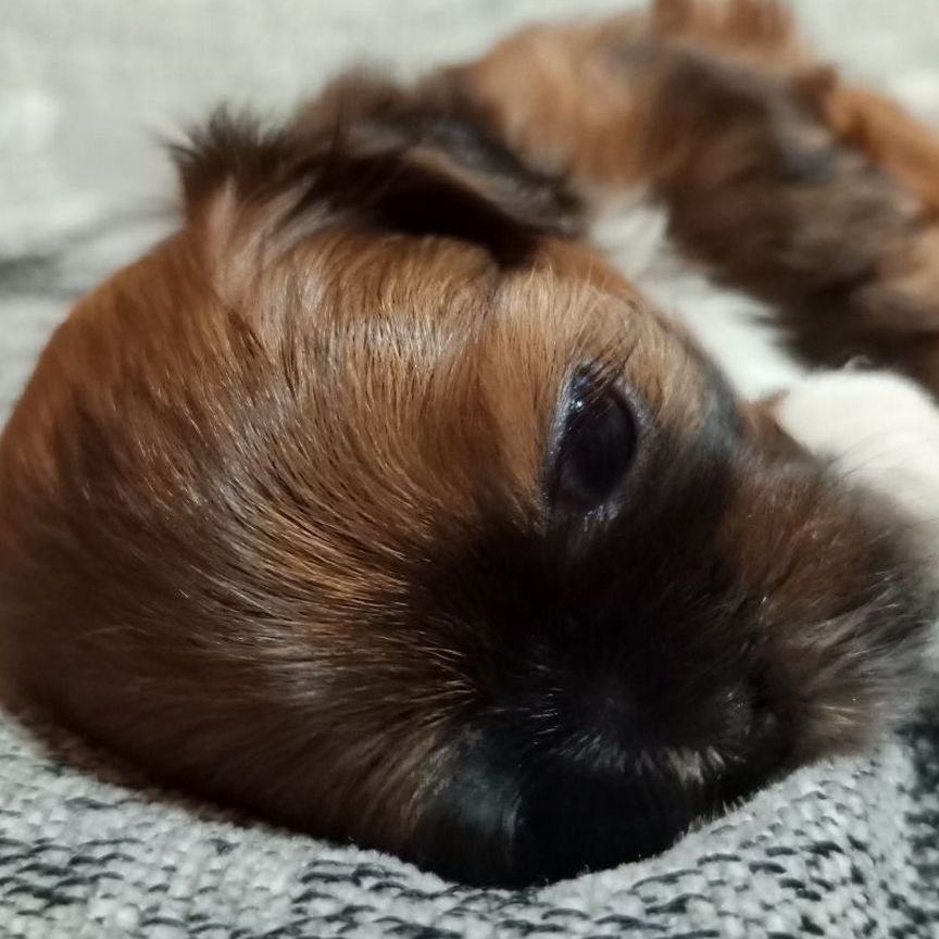 Ши-тцу, щенок