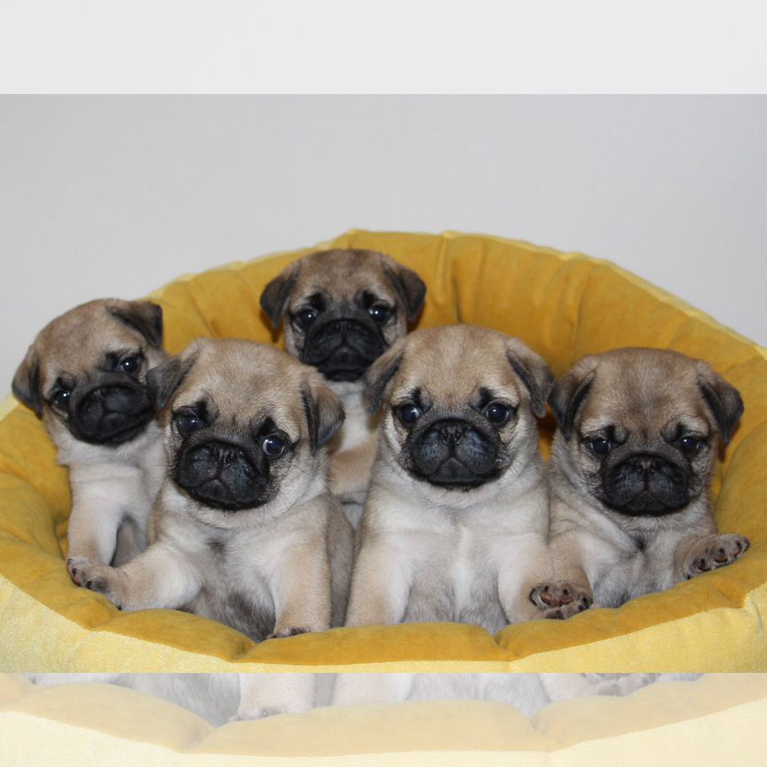 Мопс, щенок