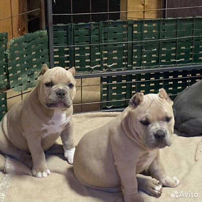 Американский булли куклята