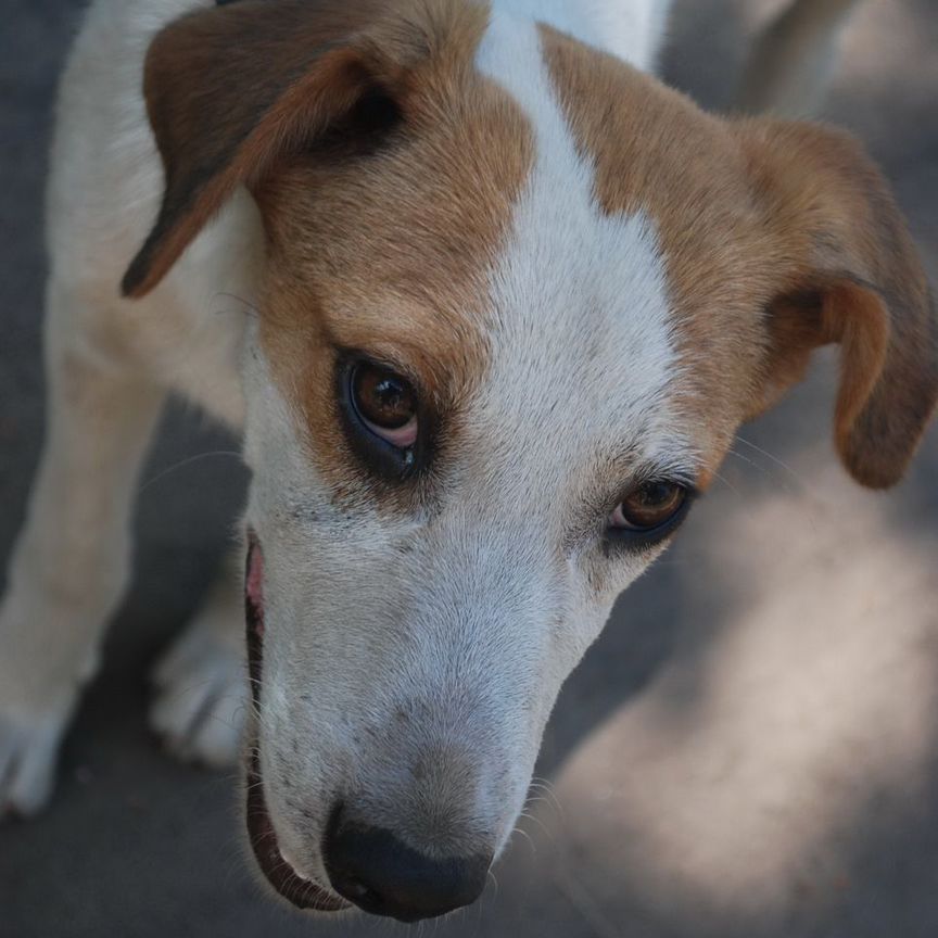 Белый щеночек 6 месяцев ищет хозяев