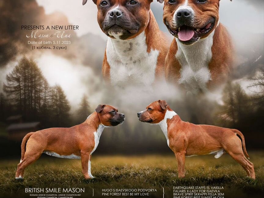 Стаффордширский терьер щенки