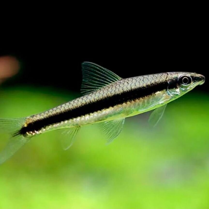 Сиамский водорослеед