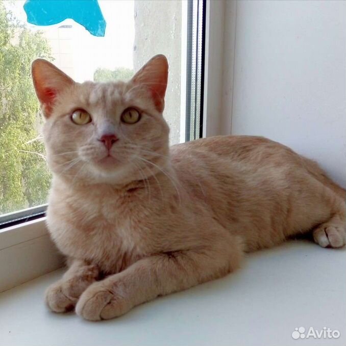 Самый лучший кот Султан