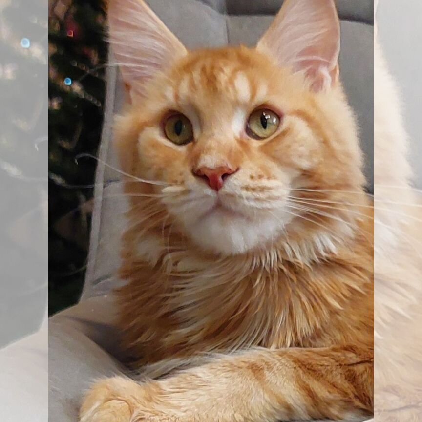 Мейн-кун котёнок