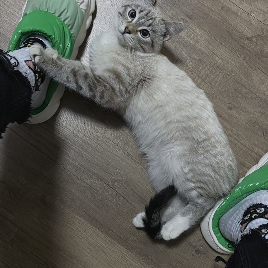 Котята в добрые руки