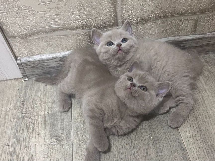 Шотландские котята