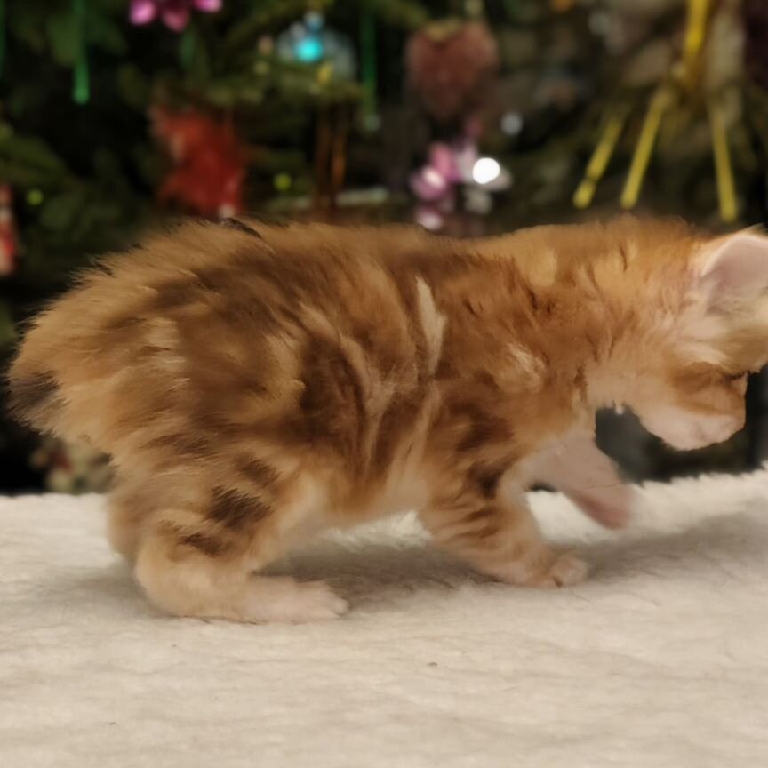 Курильский бобтейл длинношёрстный котёнок