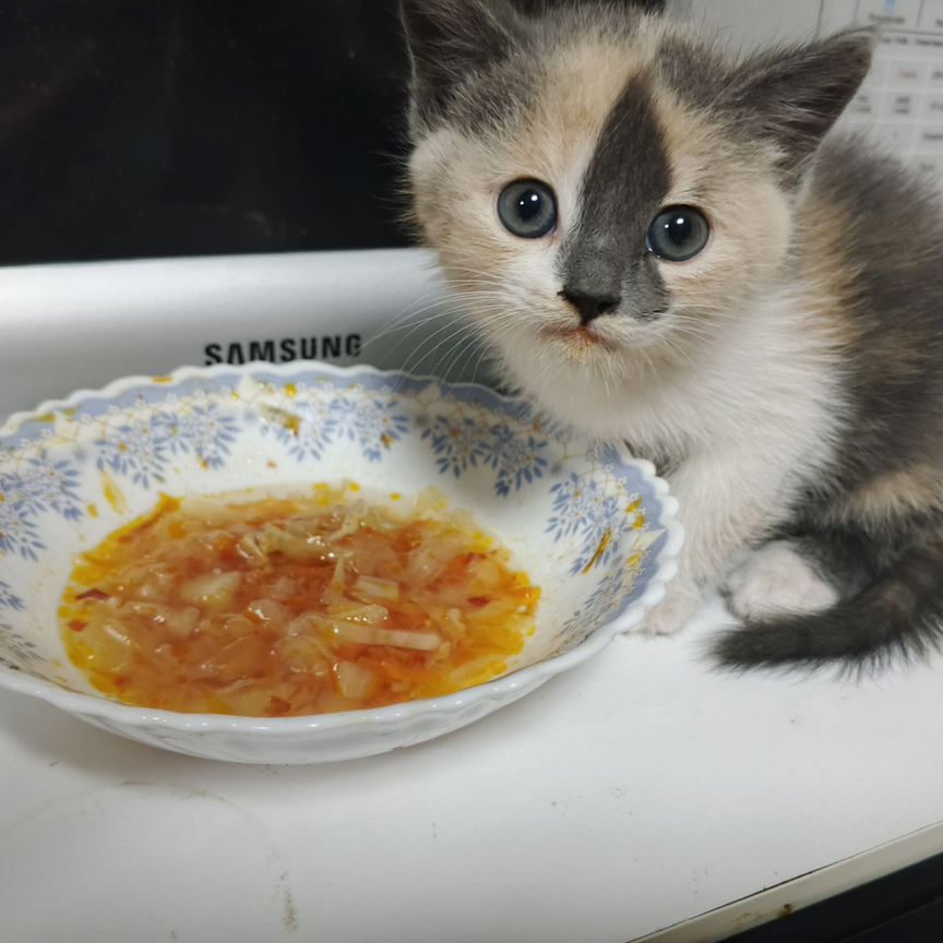 Котёнок в добрые руки