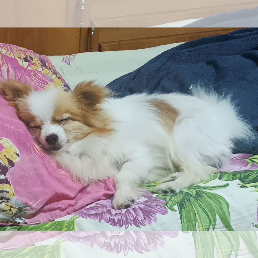 Континентальный той-спаниель папильон, взрослый пёс